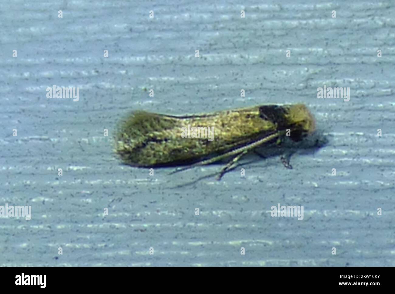 Curved-lined Homostinea Moth (Homostinea curviliniella) Insecta Stock ...