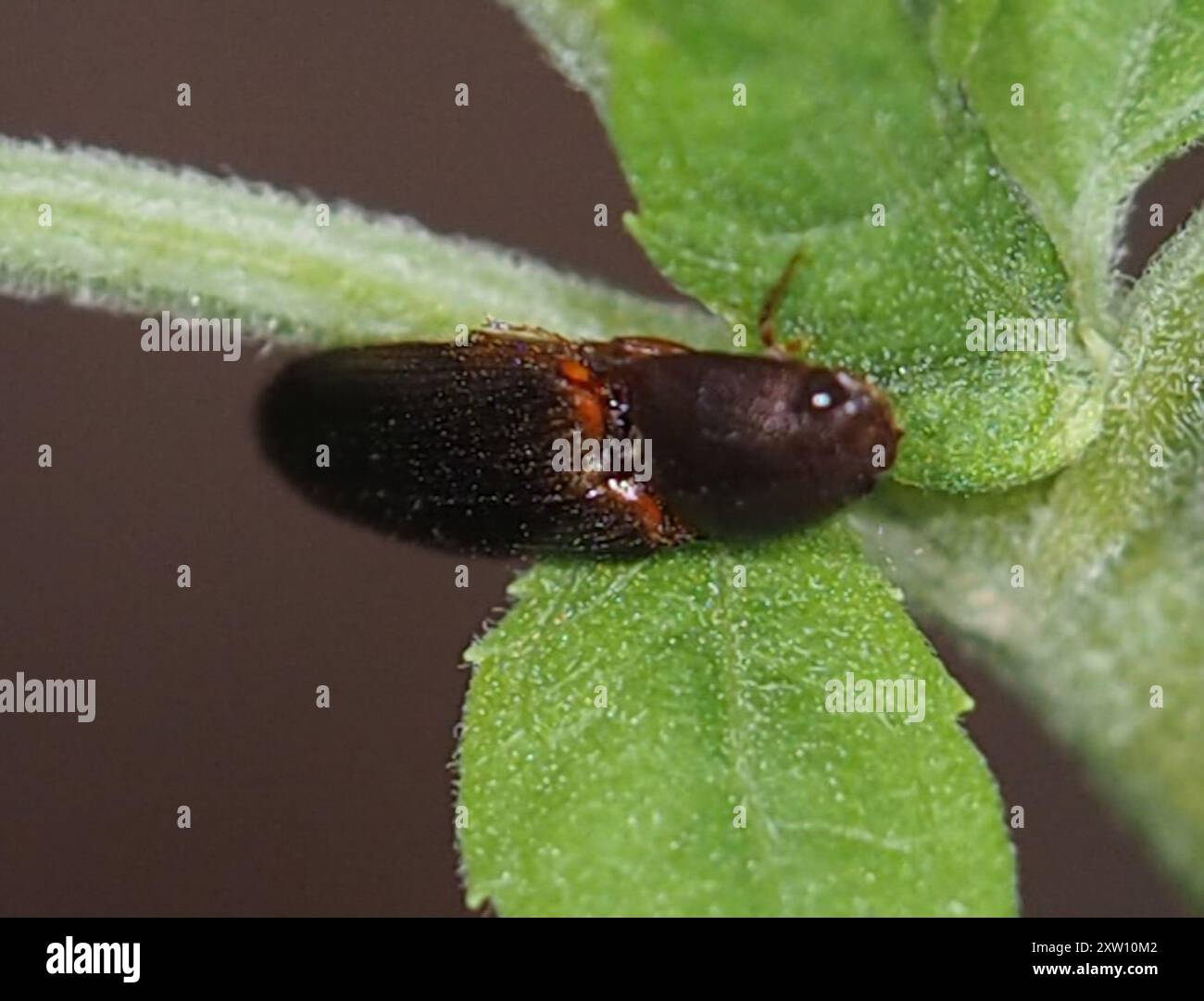 Click Beetles (Elateridae) Insecta Stock Photo - Alamy