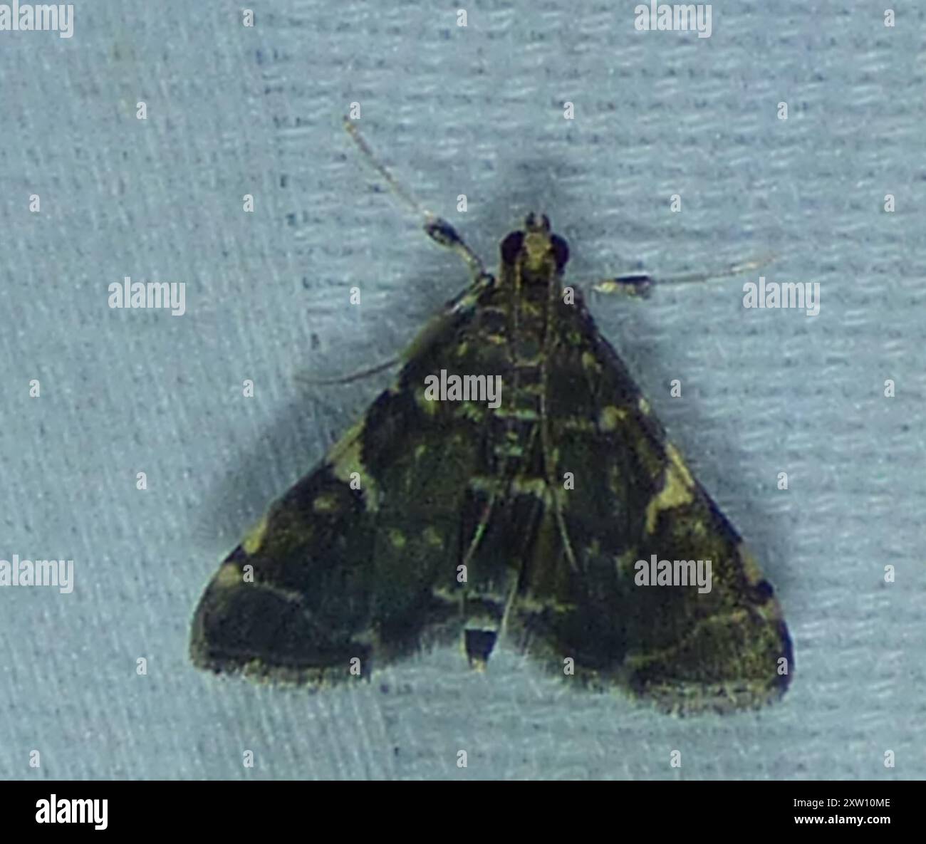 Yellow-spotted Webworm Moth (Anageshna primordialis) Insecta Stock ...