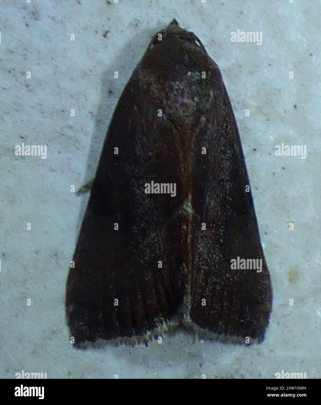 Wedgling Moth (Galgula partita) Insecta Stock Photo - Alamy