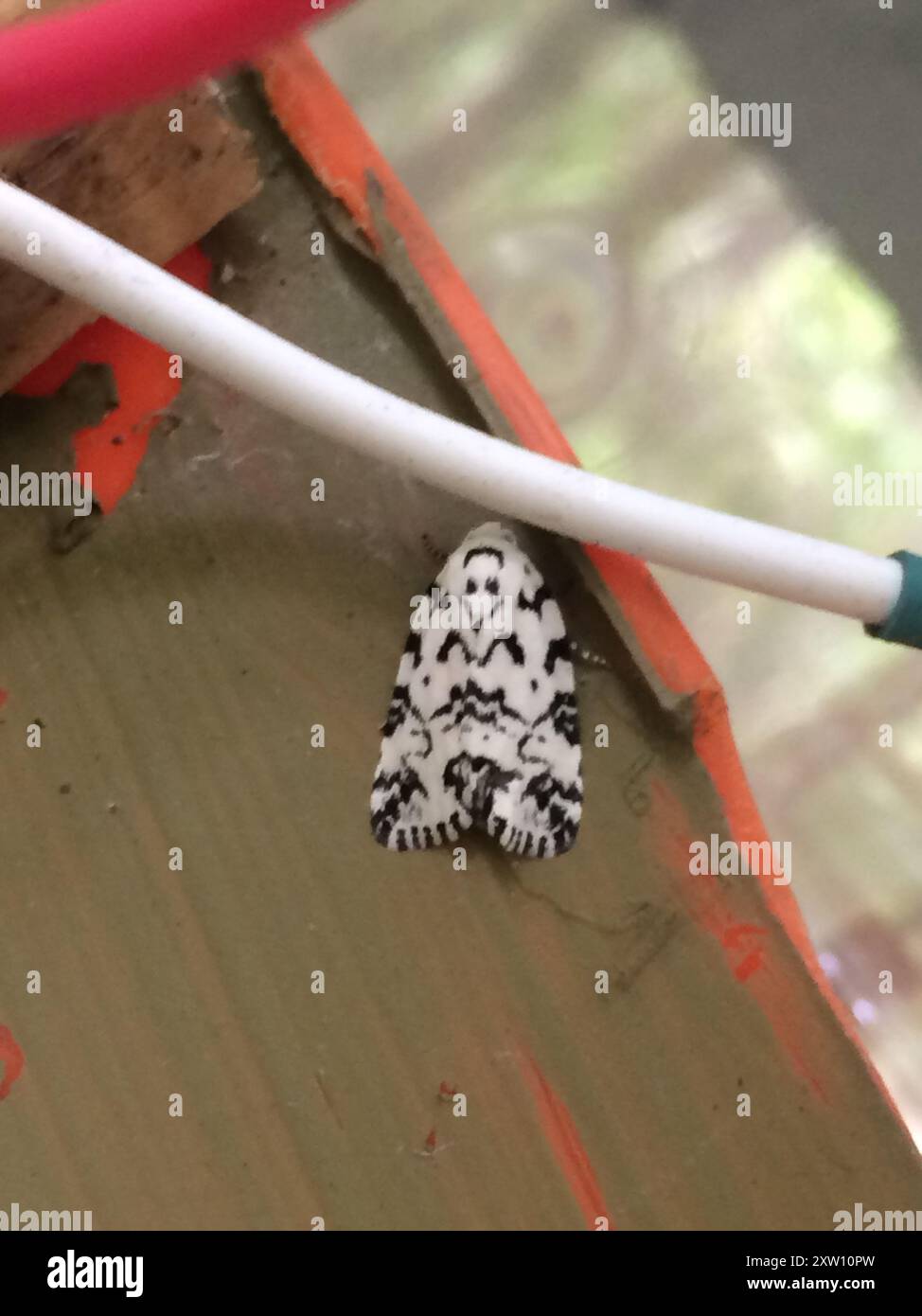 Hebrew Moth (Polygrammate hebraeicum) Insecta Stock Photo - Alamy