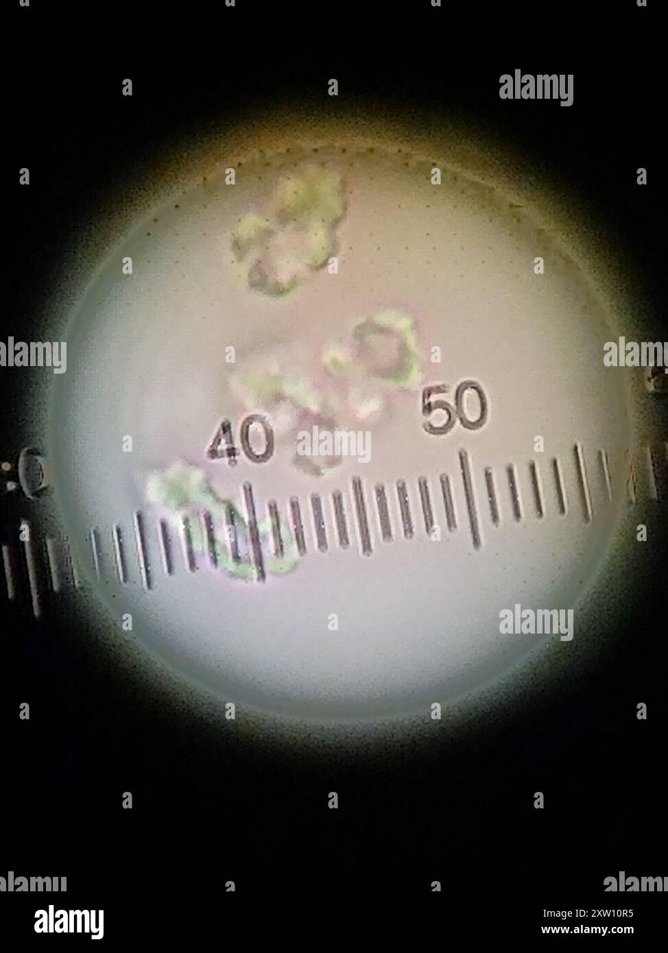 (Xylodon flaviporus) Fungi Stock Photo - Alamy