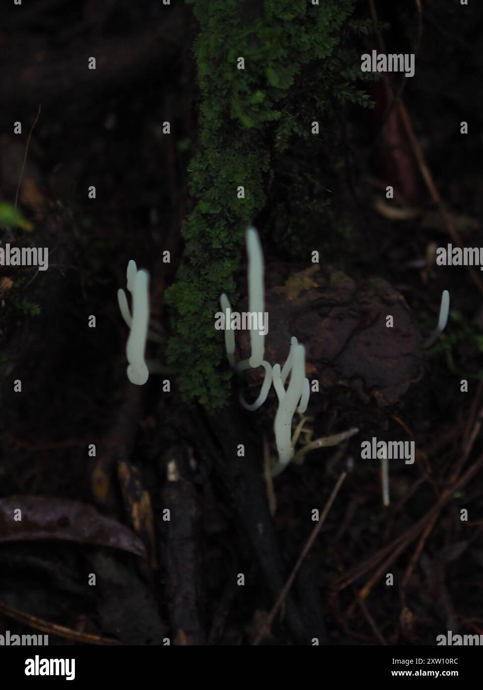 antler and spindle fungi (Clavariaceae) Fungi Stock Photo - Alamy