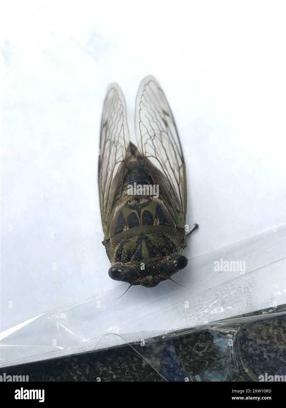 Northern Dog-day Cicada (Neotibicen canicularis) Insecta Stock Photo ...