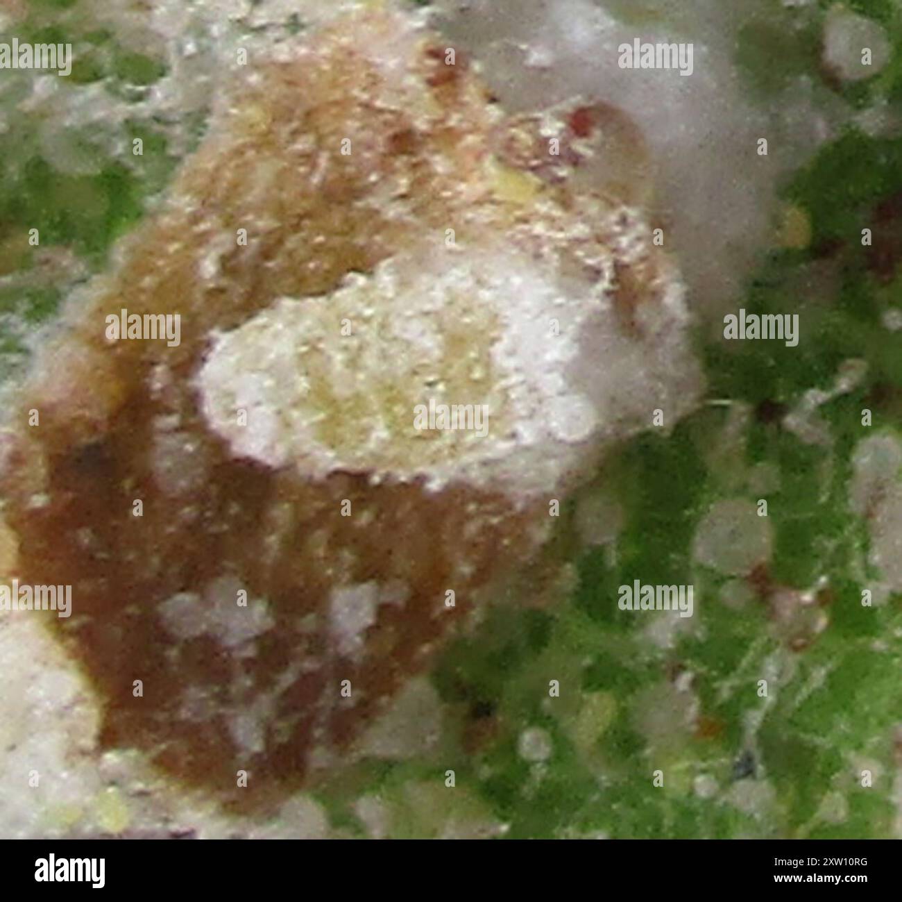 Scale Insects (Coccoidea) Insecta Stock Photo - Alamy