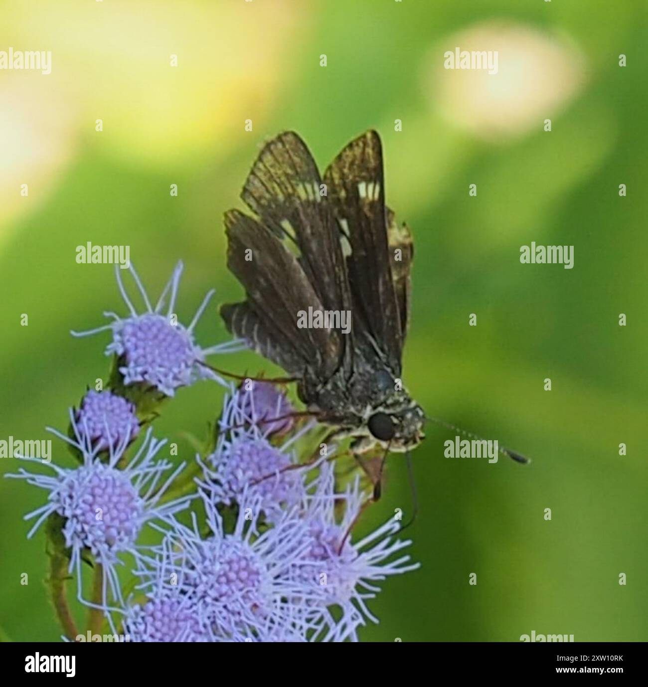 Vernia verna hi-res stock photography and images - Alamy