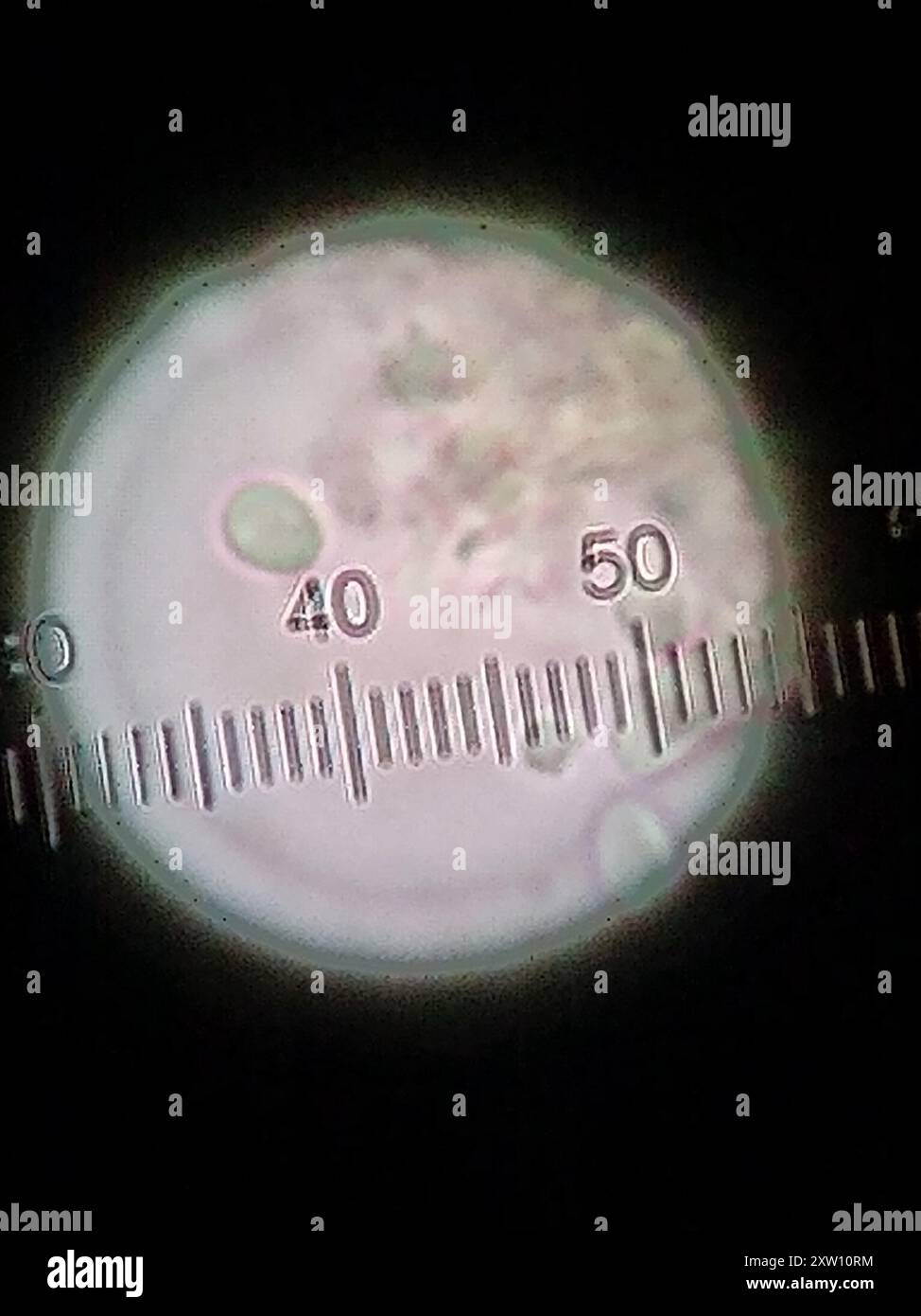 (Xylodon flaviporus) Fungi Stock Photo - Alamy