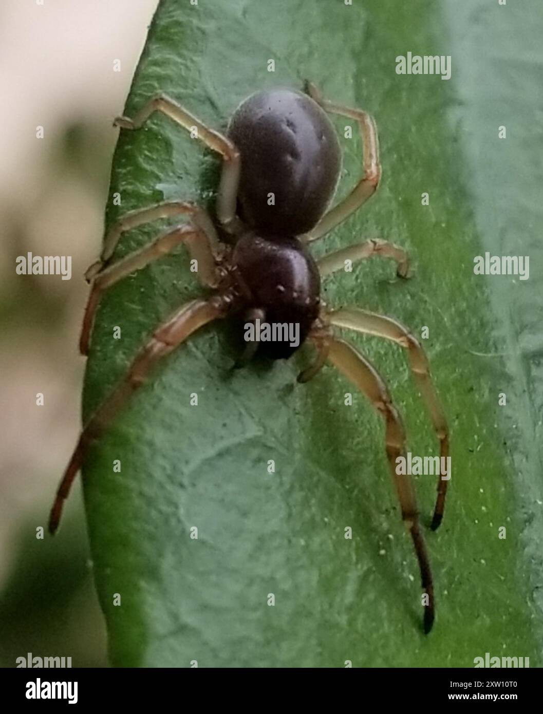 Typical Spiders (Araneomorphae) Arachnida Stock Photo - Alamy