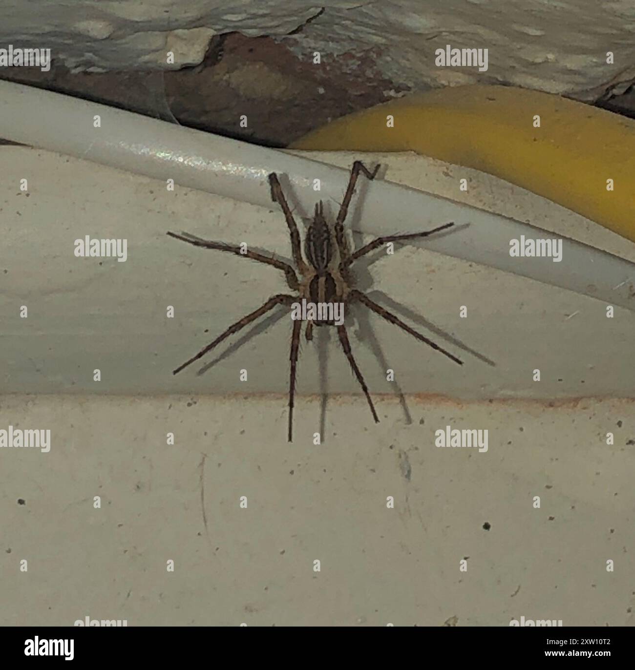 Grass Spiders (Agelenopsis) Arachnida Stock Photo - Alamy