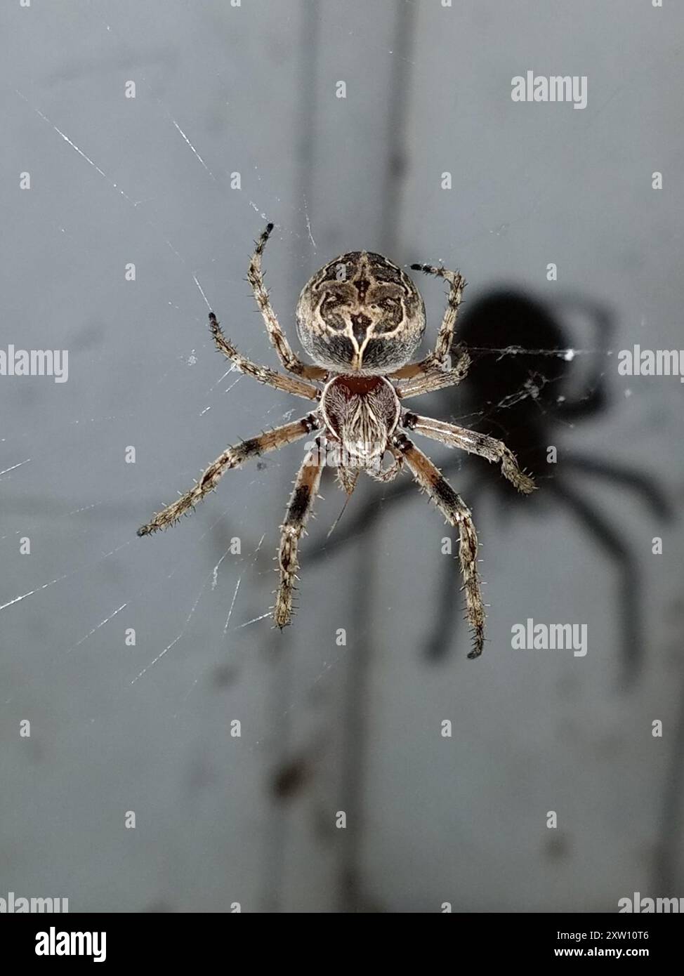 Grey Cross Spider (Larinioides sclopetarius) Arachnida Stock Photo - Alamy