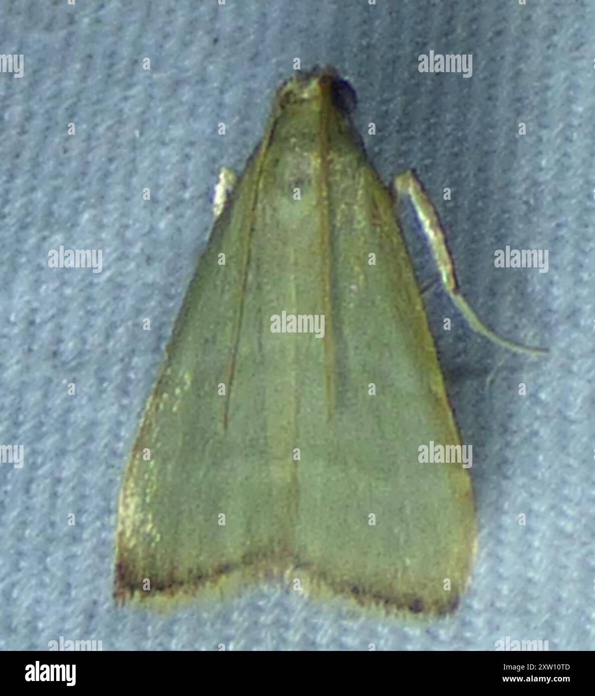 Olive Arta Moth (Arta olivalis) Insecta Stock Photo - Alamy