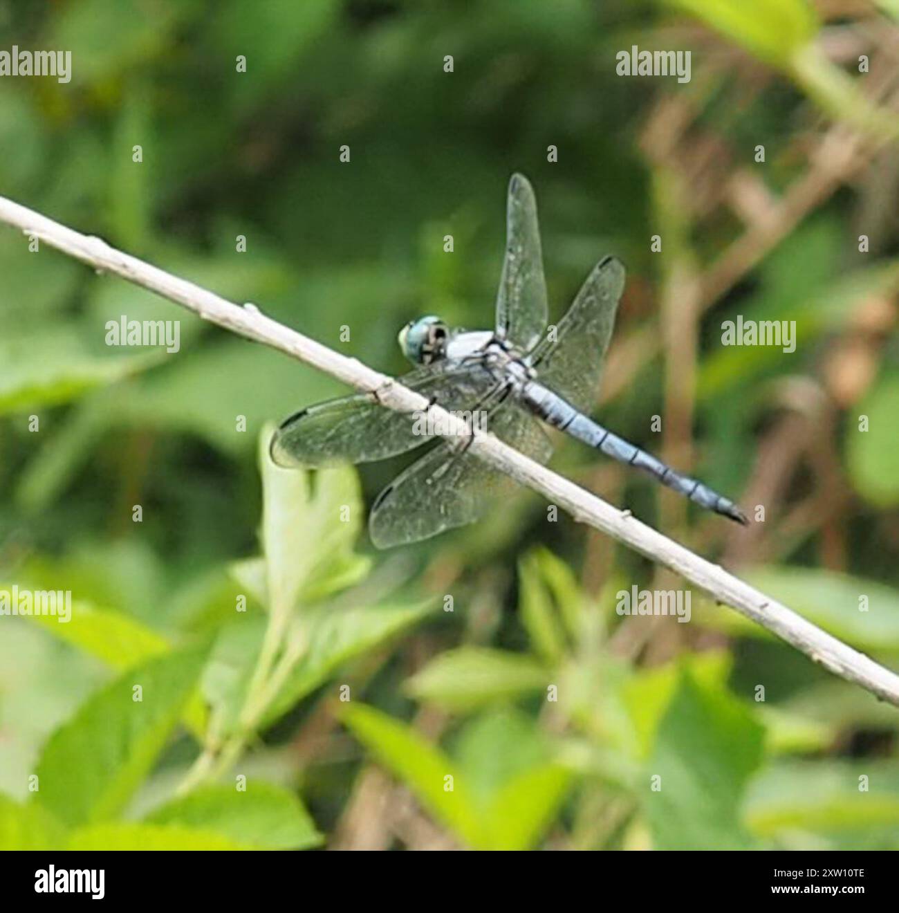 Great Blue Skimmer (Libellula vibrans) Insecta Stock Photo - Alamy