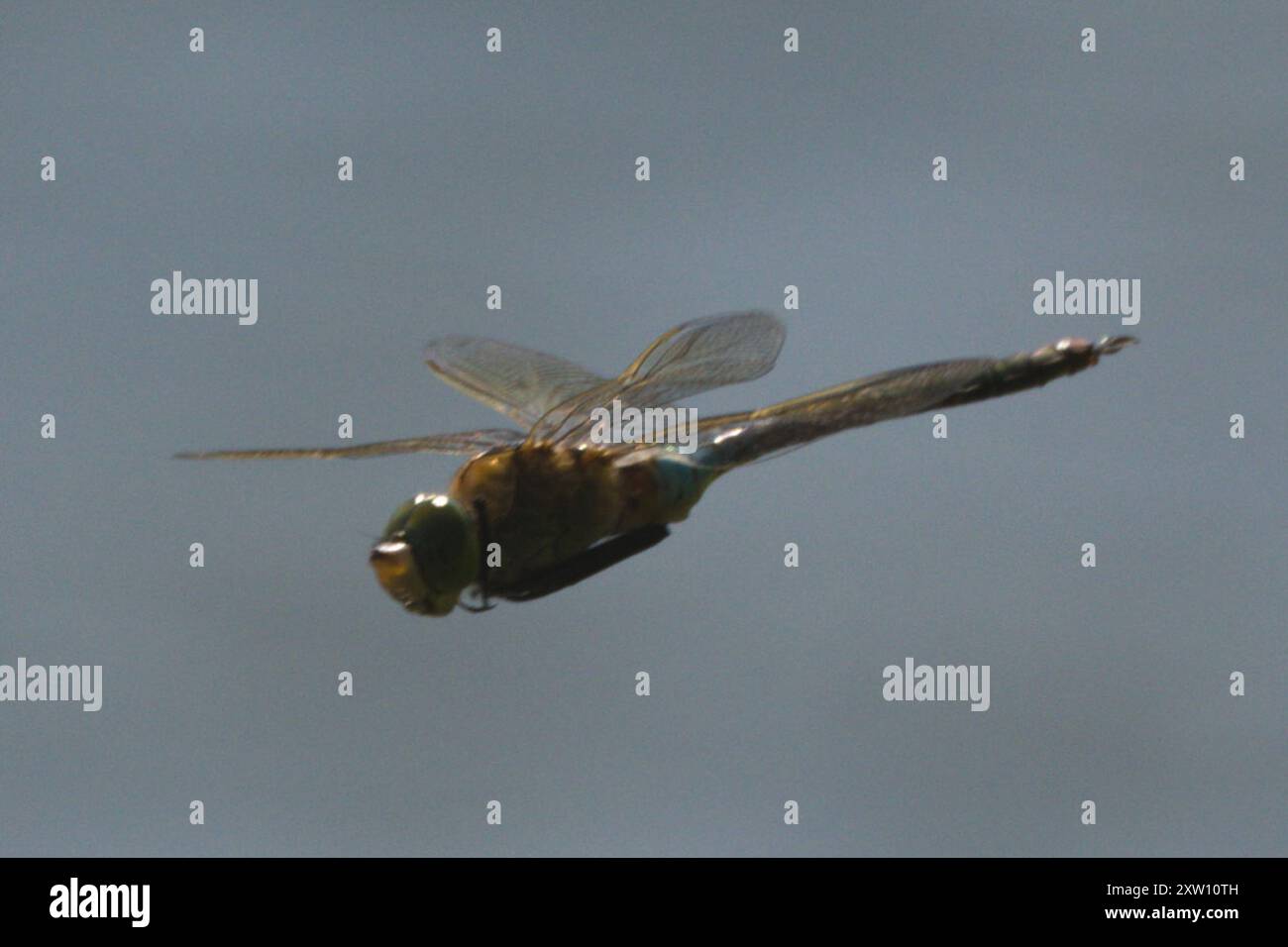 Lesser Emperor (Anax parthenope) Insecta Stock Photo - Alamy