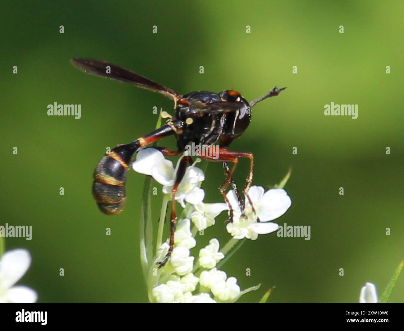 (Physocephala sagittaria) Insecta Stock Photo - Alamy