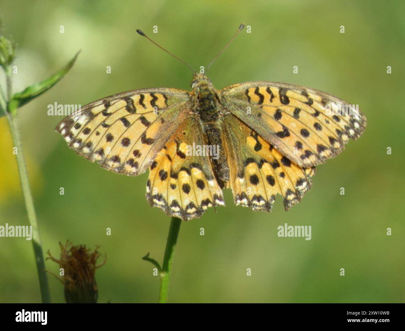 Dark Green Fritillary (Argynnis aglaja) Insecta Stock Photo - Alamy