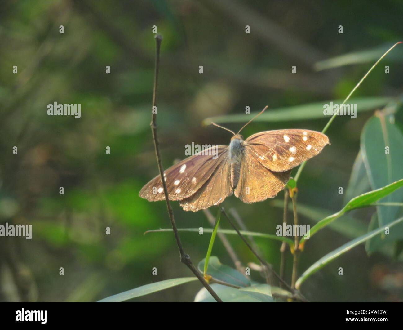 Florida Purplewing (Eunica tatila) Insecta Stock Photo - Alamy