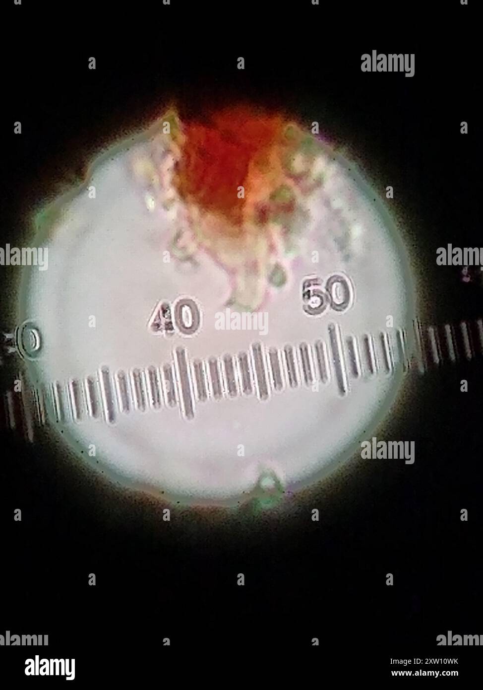 (Xylodon flaviporus) Fungi Stock Photo - Alamy