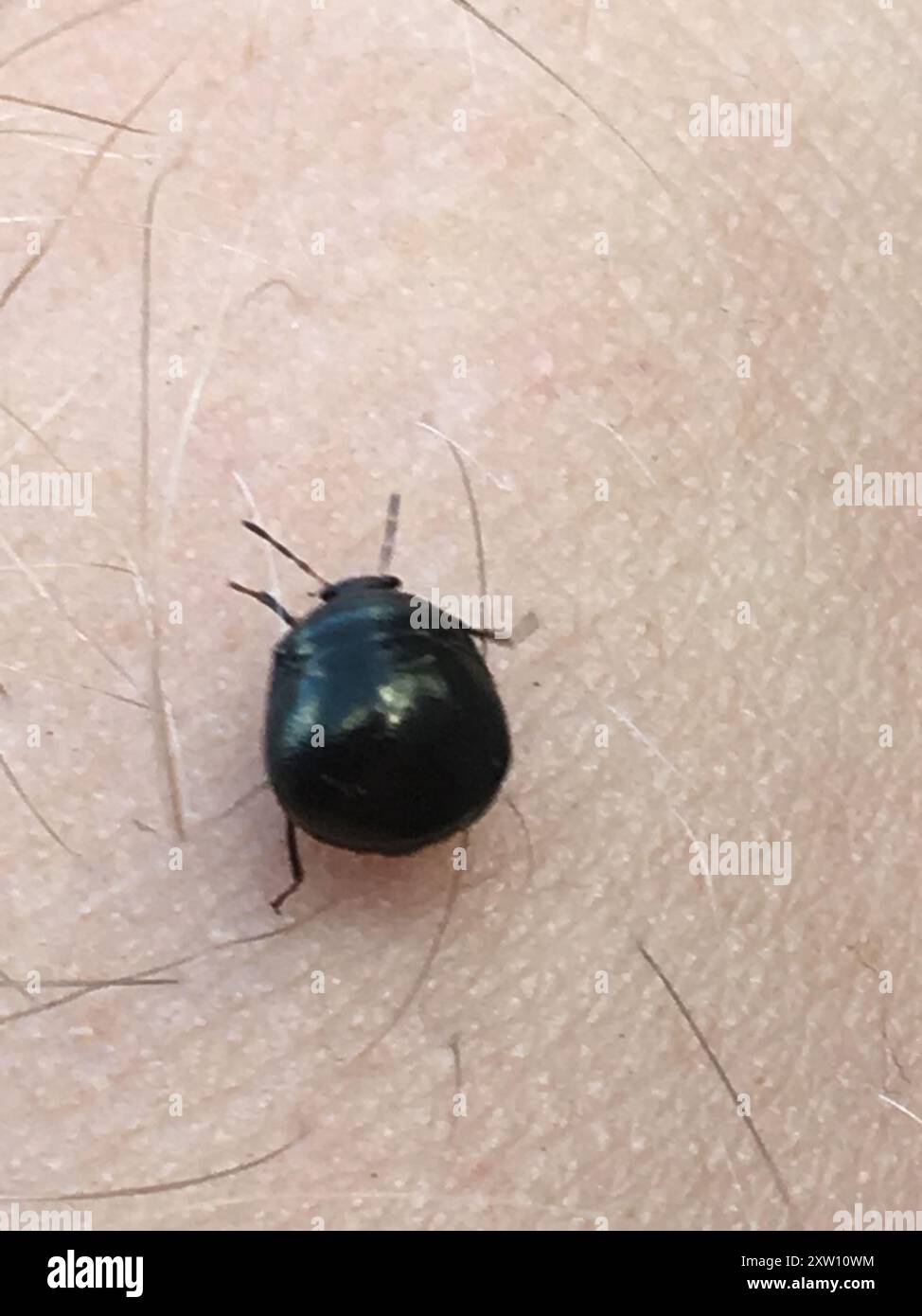 soot sprite (Coptosoma scutellatum) Insecta Stock Photo - Alamy