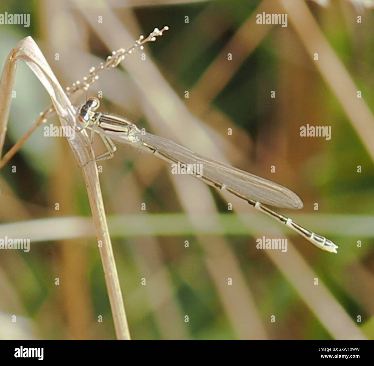 Big Bluet (Enallagma durum) Insecta Stock Photo - Alamy