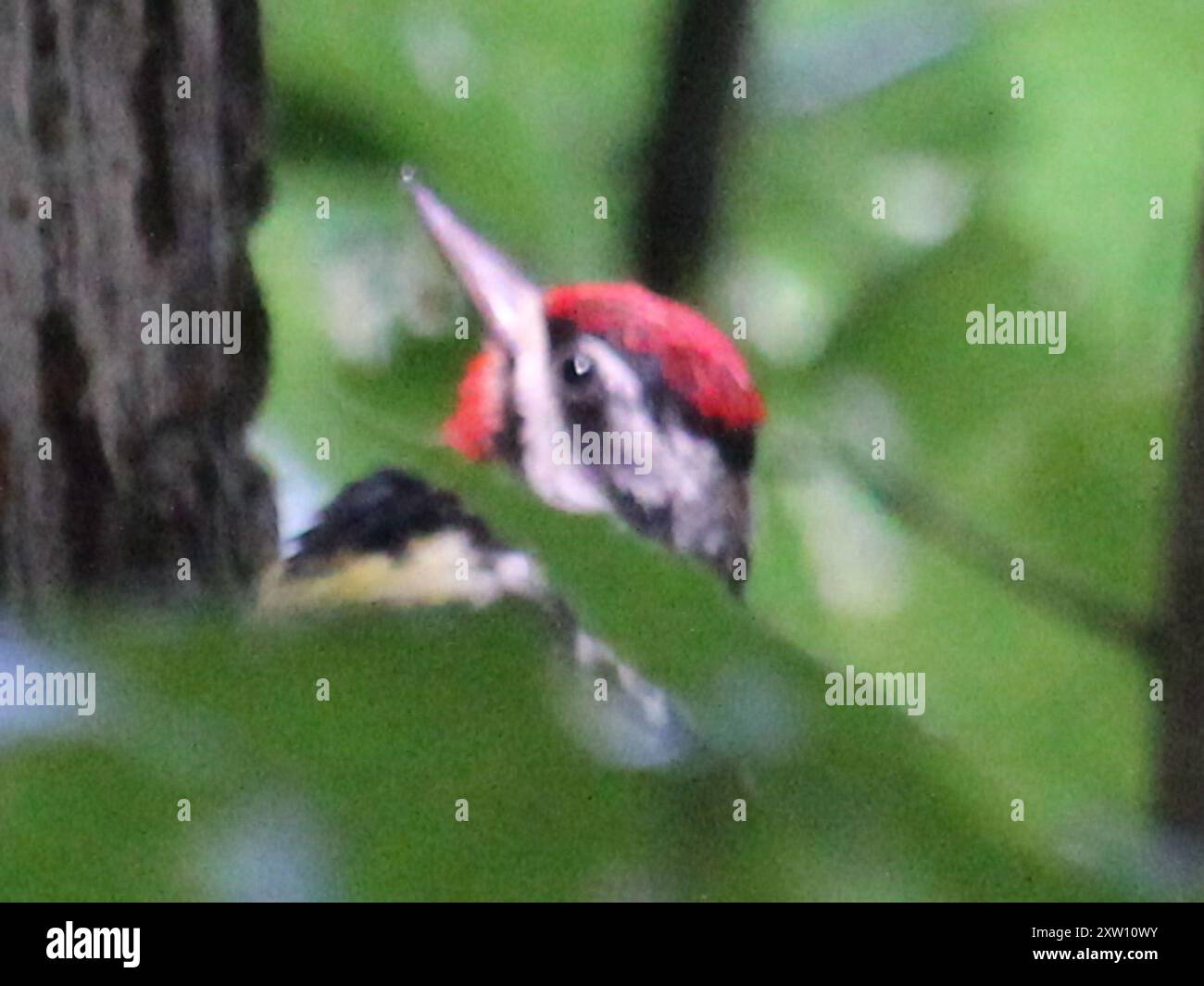 Yellow-bellied Sapsucker (Sphyrapicus varius) Aves Stock Photo - Alamy