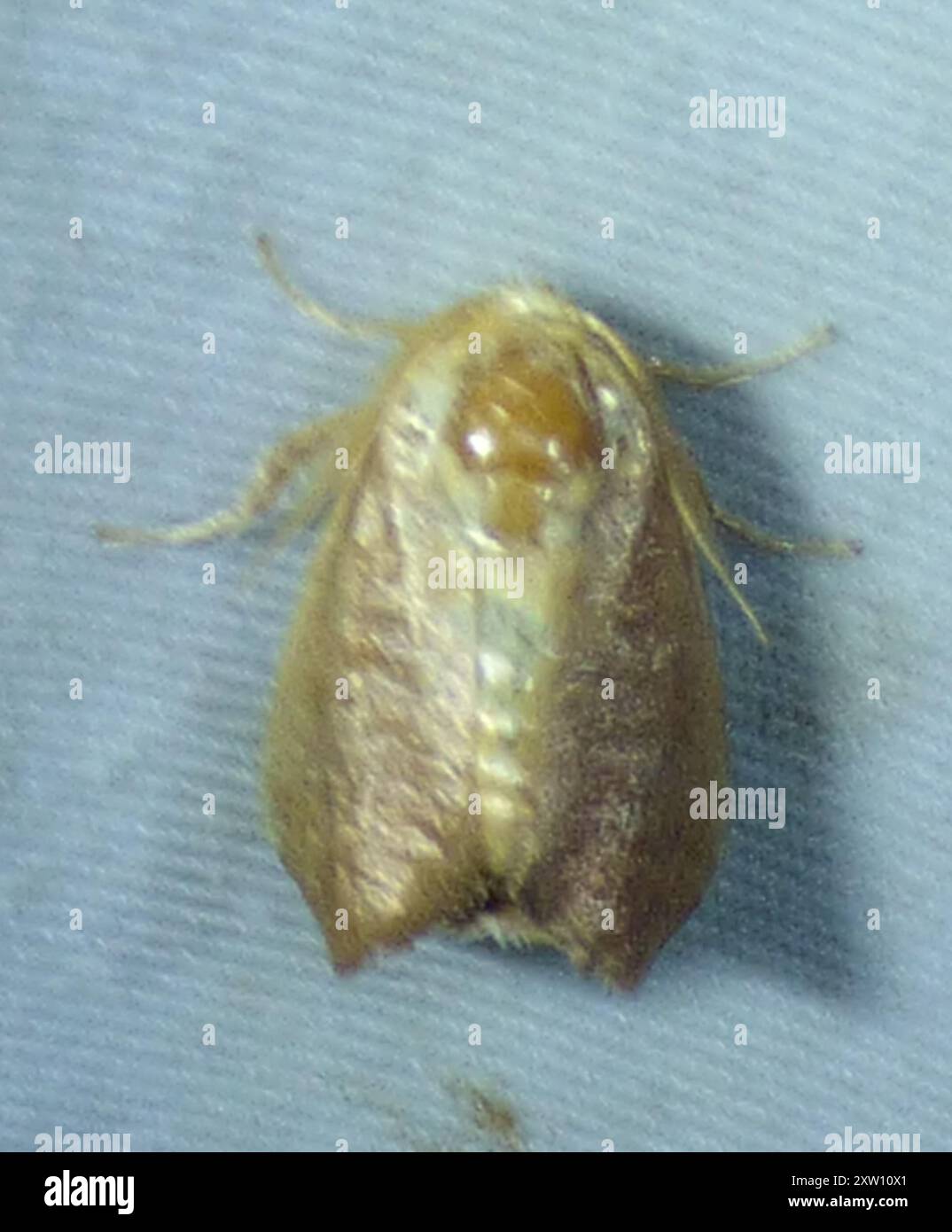 Crowned Slug Moth (Isa textula) Insecta Stock Photo - Alamy