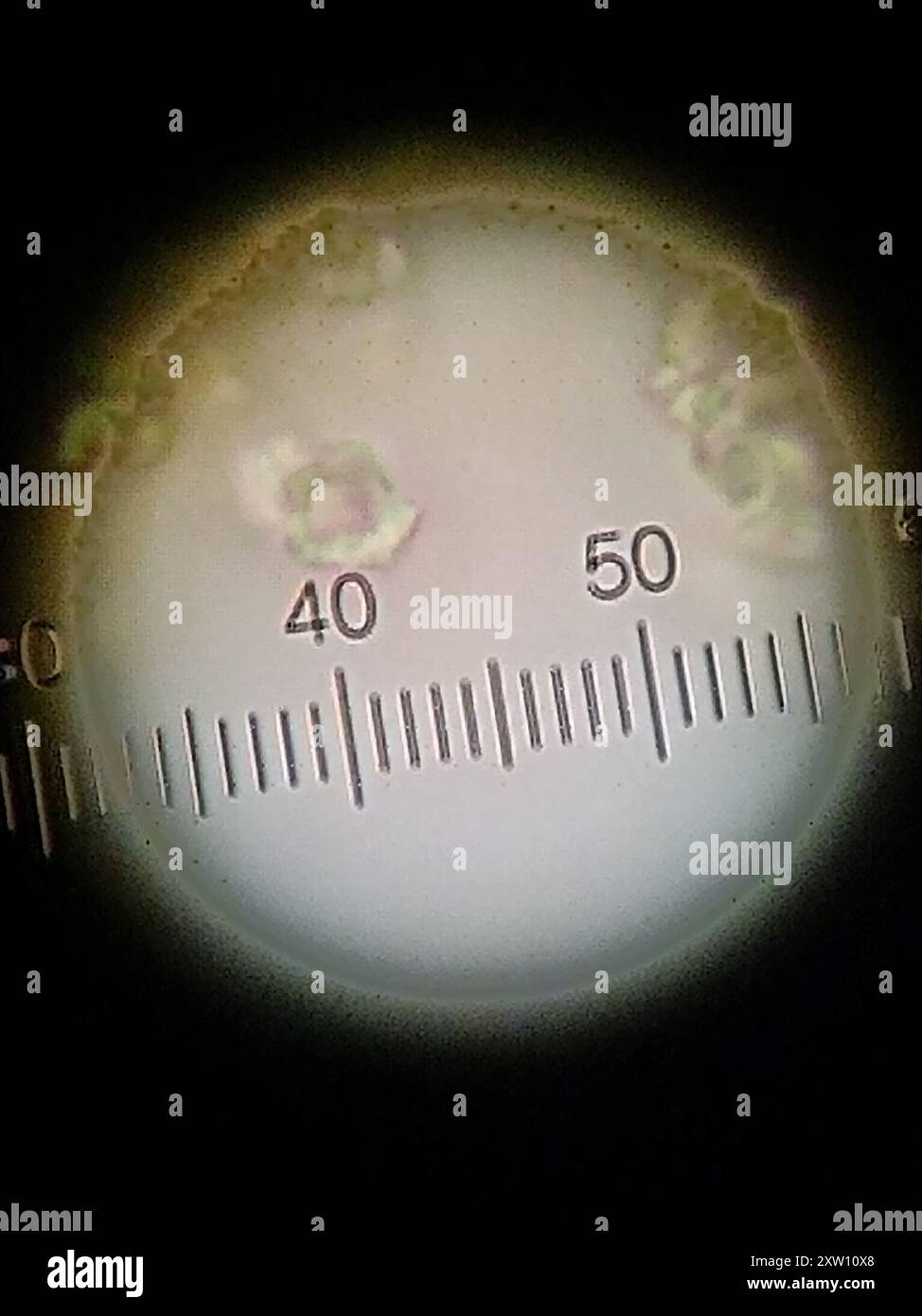 (Xylodon flaviporus) Fungi Stock Photo - Alamy