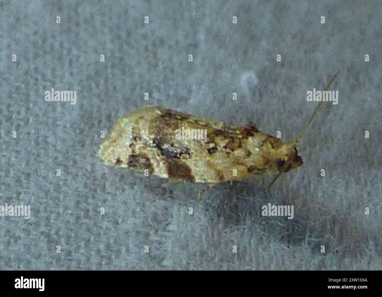 Red-banded Leafroller Moth (Argyrotaenia velutinana) Insecta Stock ...