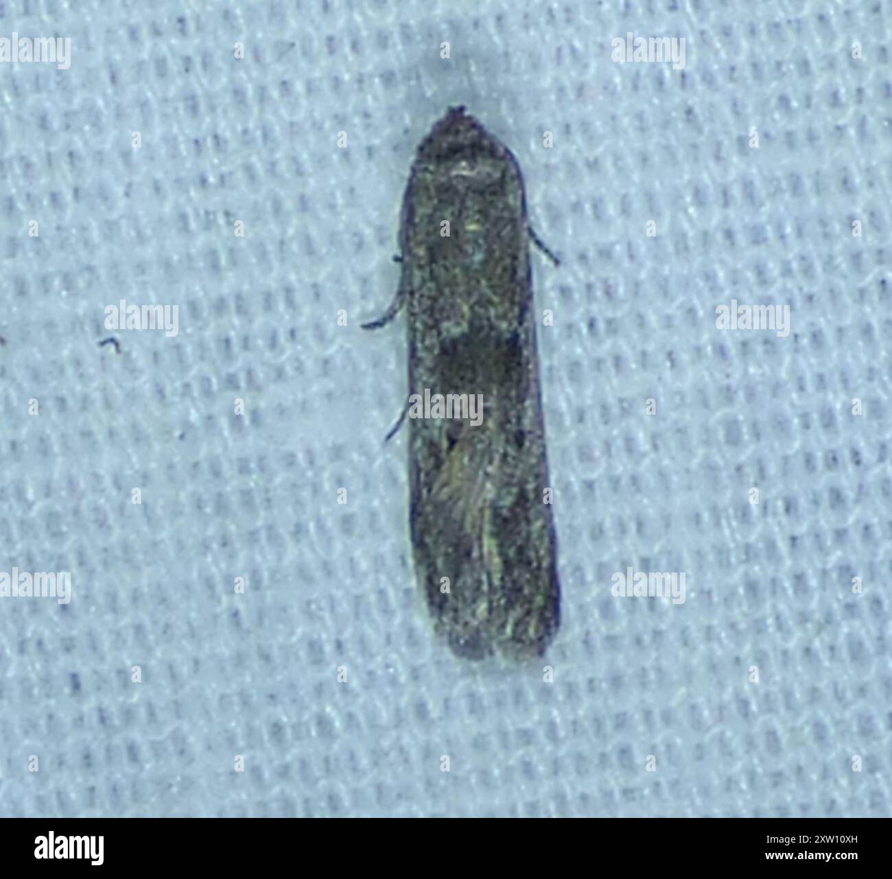 Acorn Moth (Blastobasis glandulella) Insecta Stock Photo - Alamy