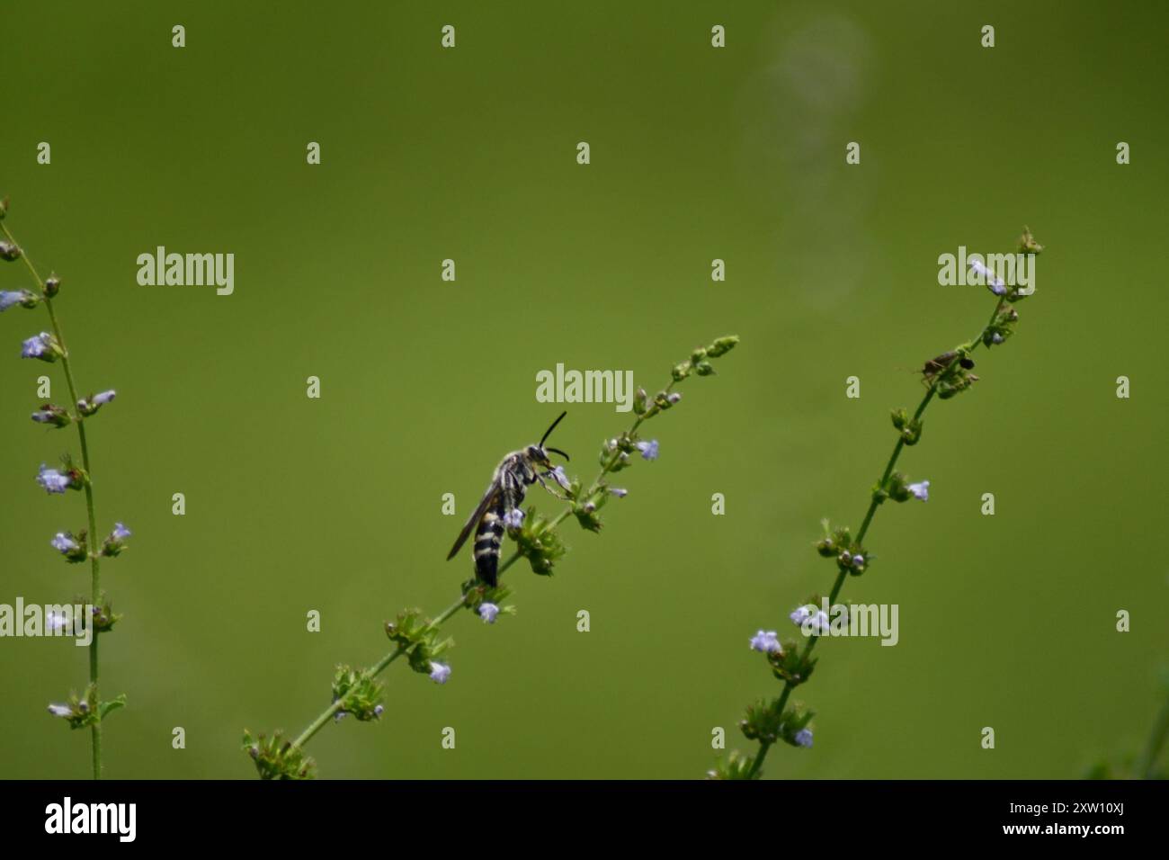 Tropical Bushmint (Hyptis mutabilis) Plantae Stock Photo - Alamy