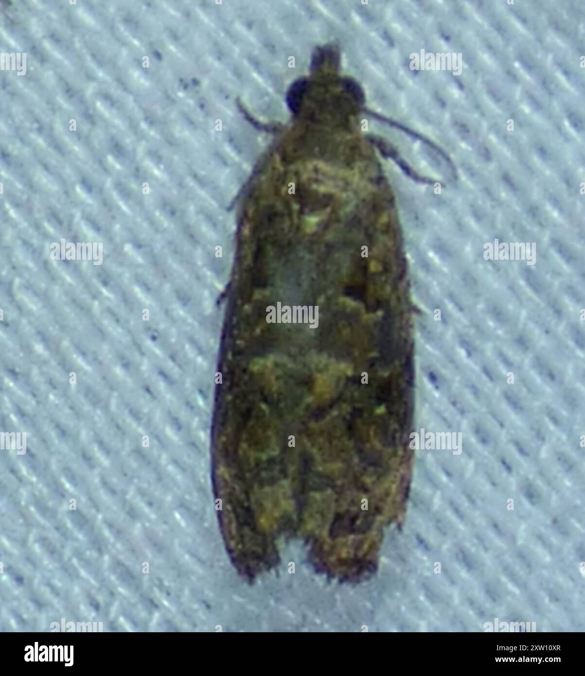 Verbena Bud Moth (Endothenia hebesana) Insecta Stock Photo - Alamy