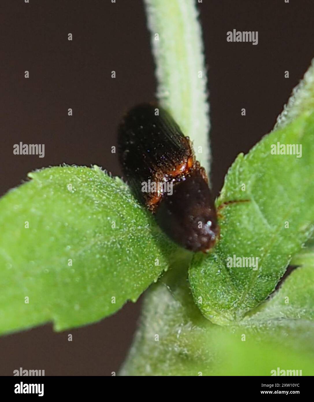 Click Beetles (Elateridae) Insecta Stock Photo - Alamy