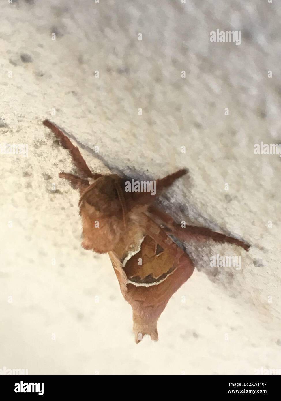 Orange Swift (Triodia sylvina) Insecta Stock Photo - Alamy