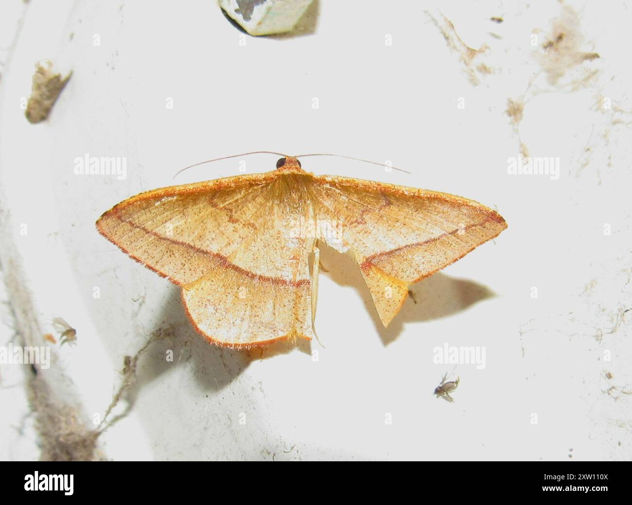 Geometer Moths (Geometridae) Insecta Stock Photo - Alamy