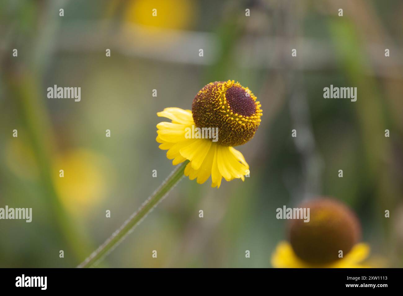 Rosilla (Helenium puberulum) Plantae Stock Photo - Alamy