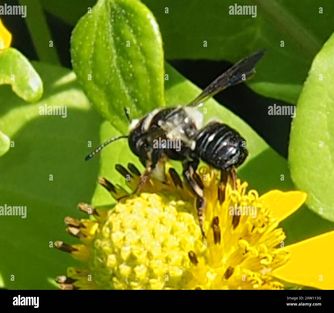 Carpenter-mimic Leafcutter Bee (Megachile xylocopoides) Insecta Stock ...