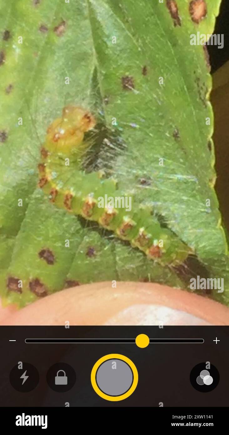 Fragile Dagger (Acronicta fragilis) Insecta Stock Photo - Alamy