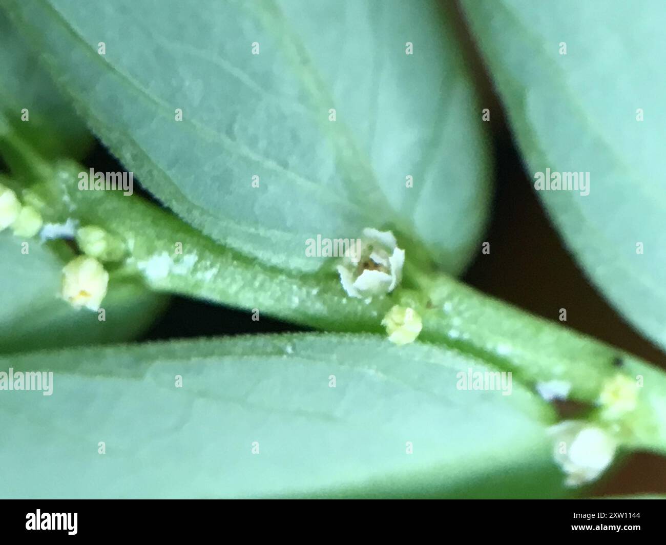 Chamberbitter (Phyllanthus urinaria) Plantae Stock Photo - Alamy