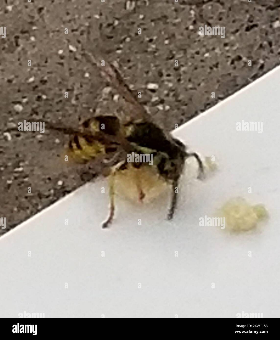 Western Yellowjacket (Vespula pensylvanica) Insecta Stock Photo - Alamy