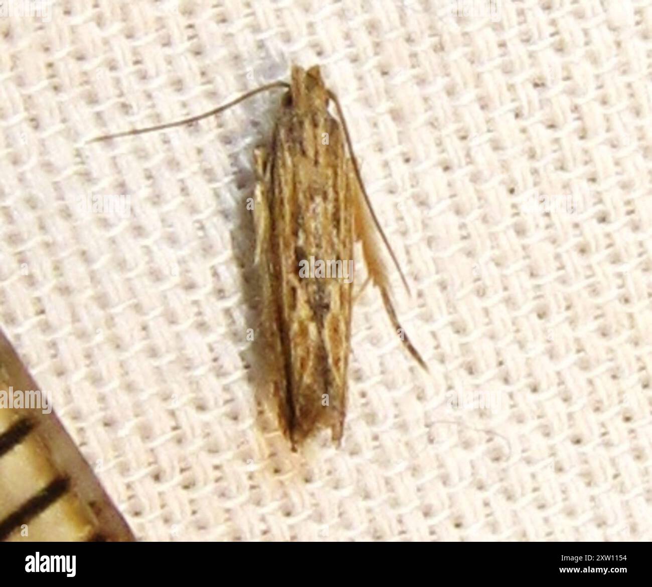 Streaked Twirler (Symmetrischema striatella) Insecta Stock Photo - Alamy
