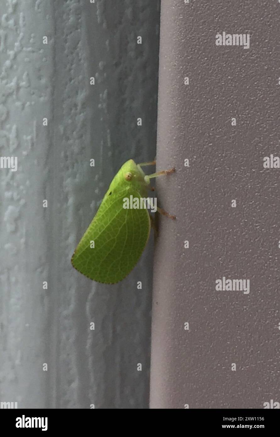 Green Cone-headed Planthopper (Acanalonia conica) Insecta Stock Photo ...