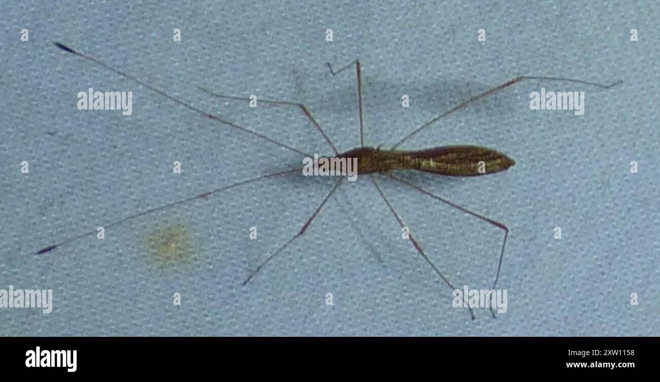 Stilt Bugs (Berytidae) Insecta Stock Photo - Alamy