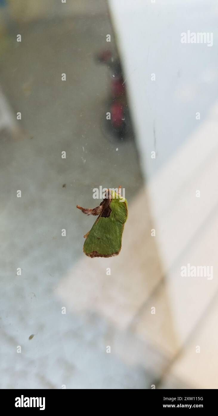 (Parasa wellesca) Insecta Stock Photo - Alamy