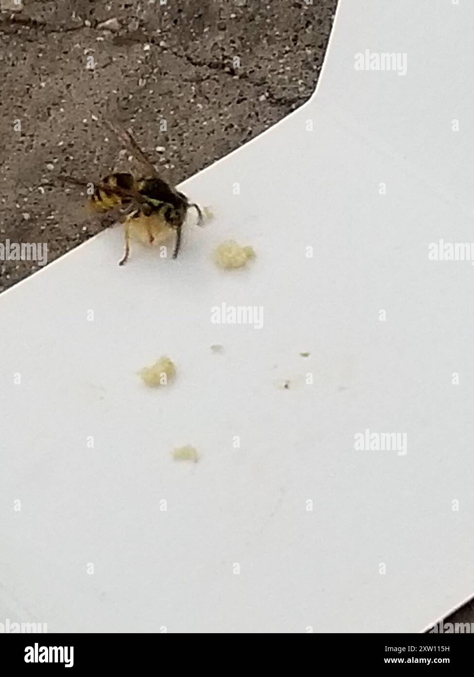 Western Yellowjacket (Vespula pensylvanica) Insecta Stock Photo - Alamy