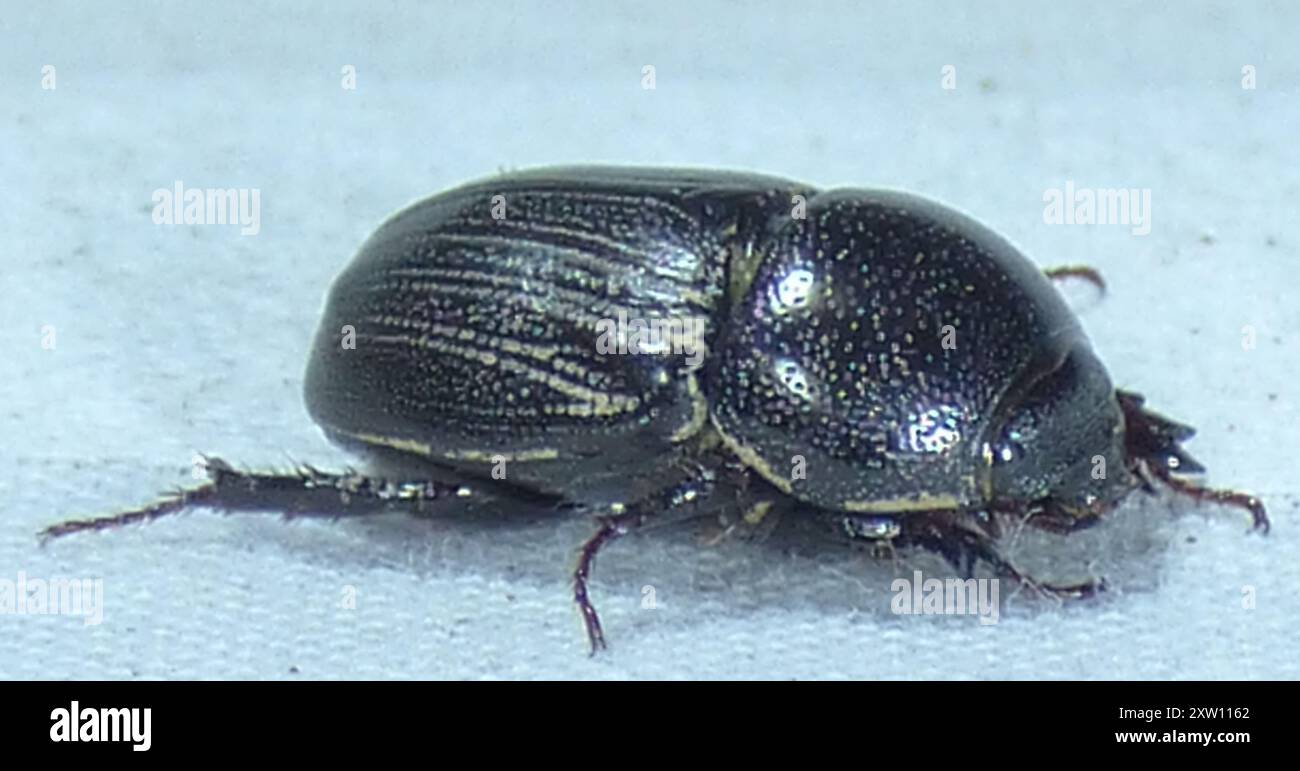 Sugarcane Beetle (Euetheola humilis) Insecta Stock Photo - Alamy