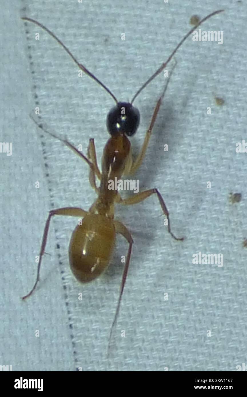 American Carpenter Ant (Camponotus americanus) Insecta Stock Photo - Alamy