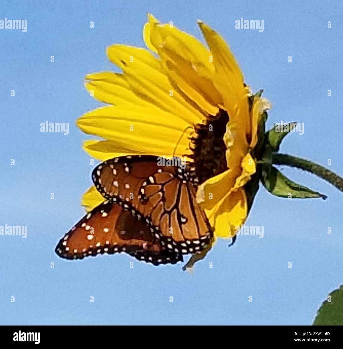 Queen (Danaus gilippus) Insecta Stock Photo - Alamy