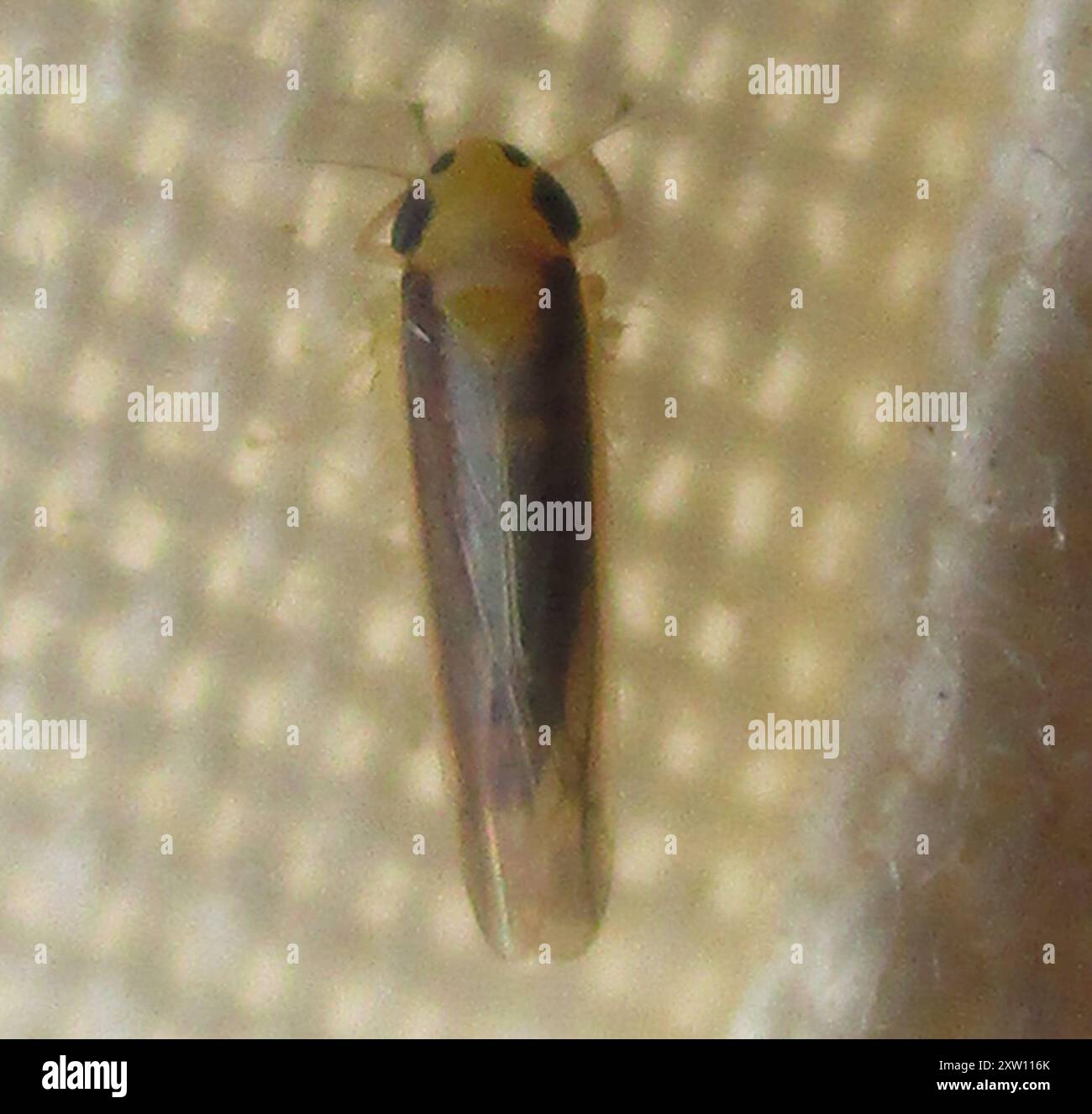 Maize Leafhopper (Cicadulina mbila) Insecta Stock Photo - Alamy