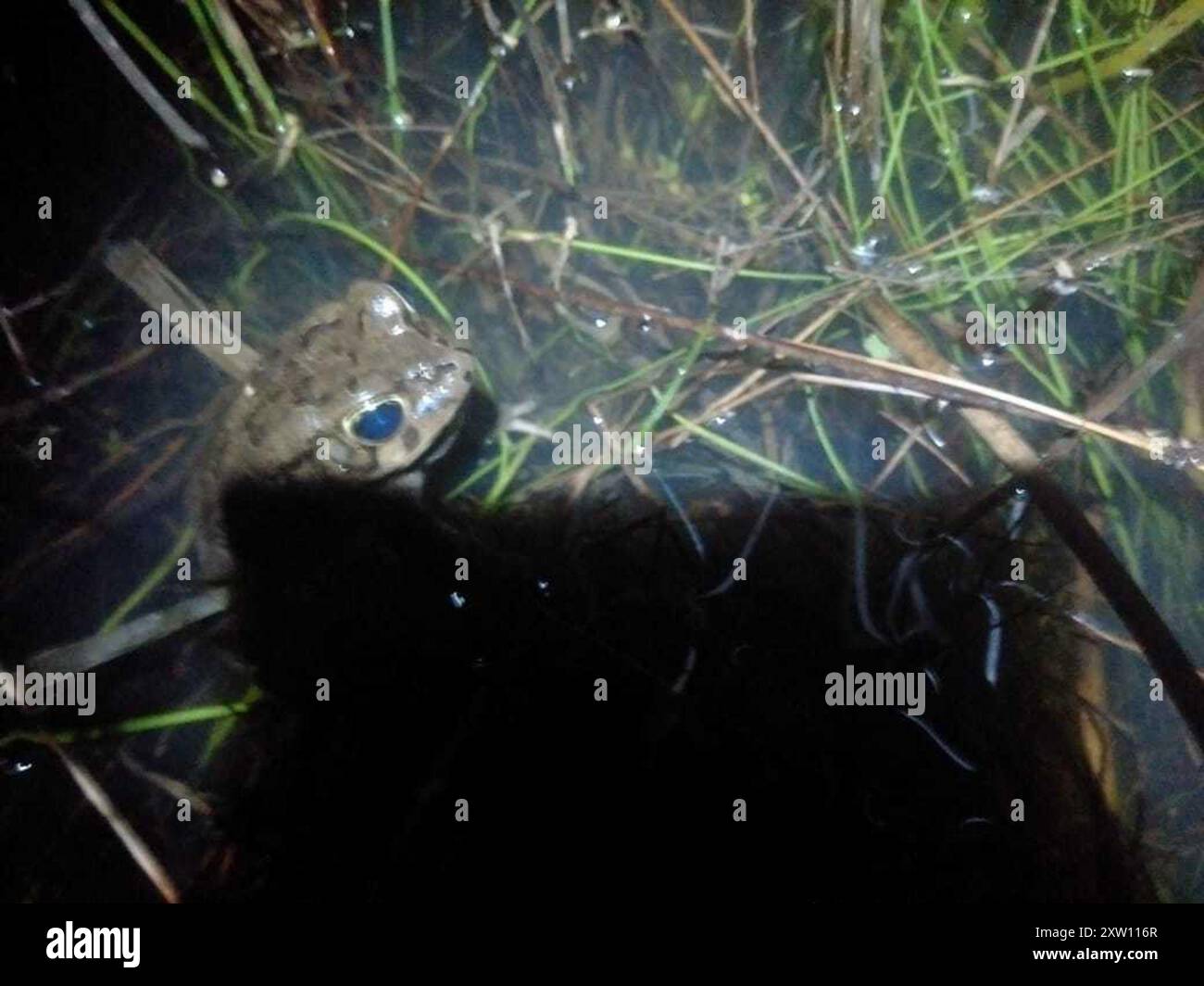 Raucous Toad (Sclerophrys capensis) Amphibia Stock Photo - Alamy