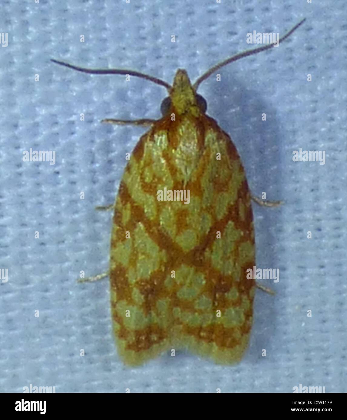 Sparganothis Fruitworm Moth (Sparganothis sulfureana) Insecta Stock ...