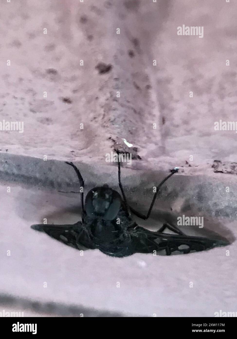 Tiger Bee Fly (Xenox tigrinus) Insecta Stock Photo - Alamy